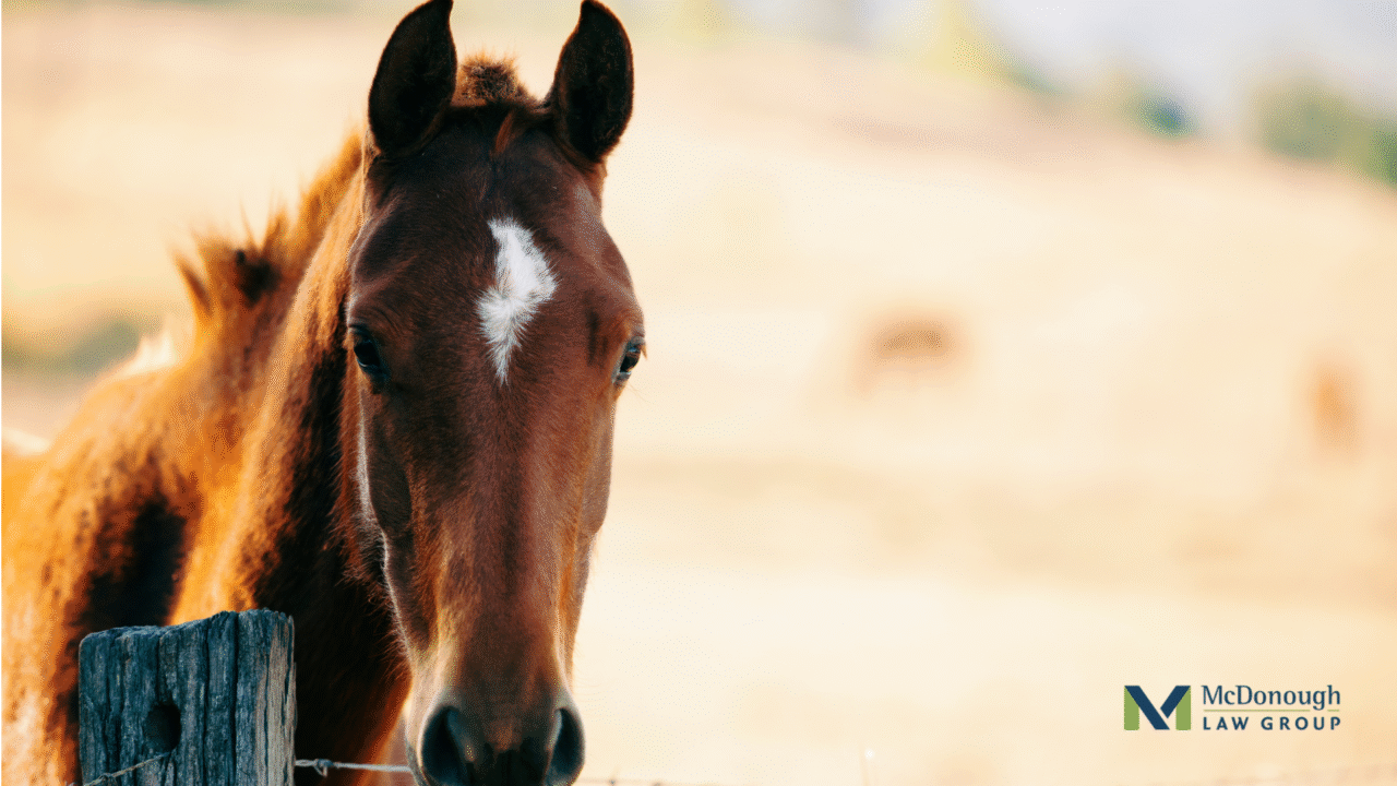 Buying or Selling a Horse Online - McDonough Law Group